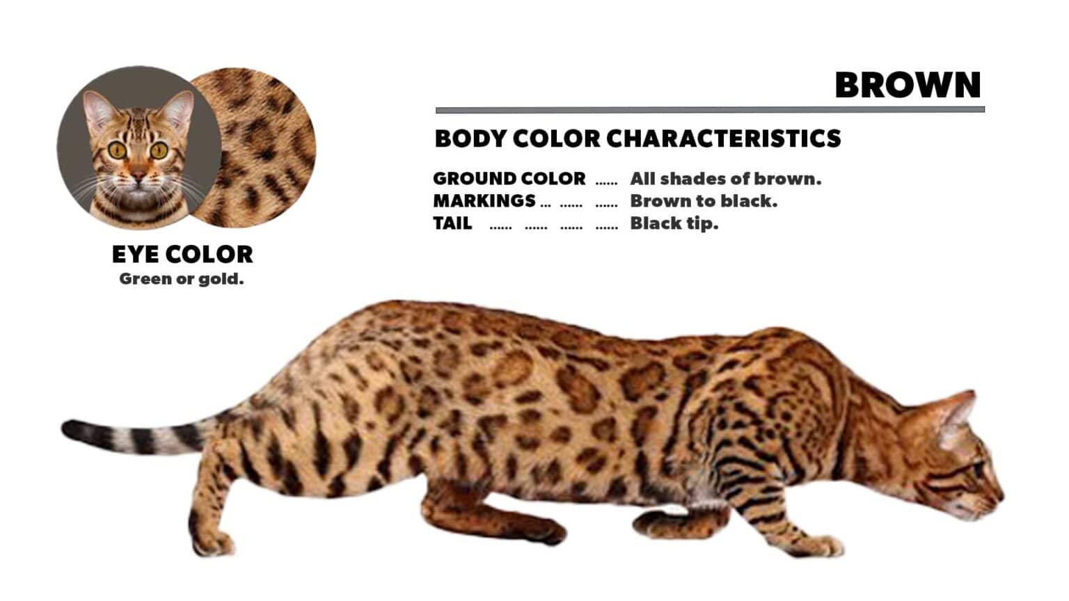 Is My Cat A Bengal? - Iconic Bengal Cat Breeders
